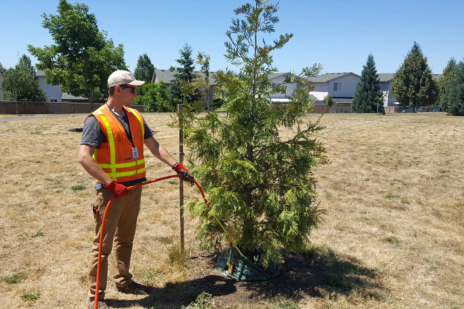 Tree planting and establishment -The City of Vancouver, WA