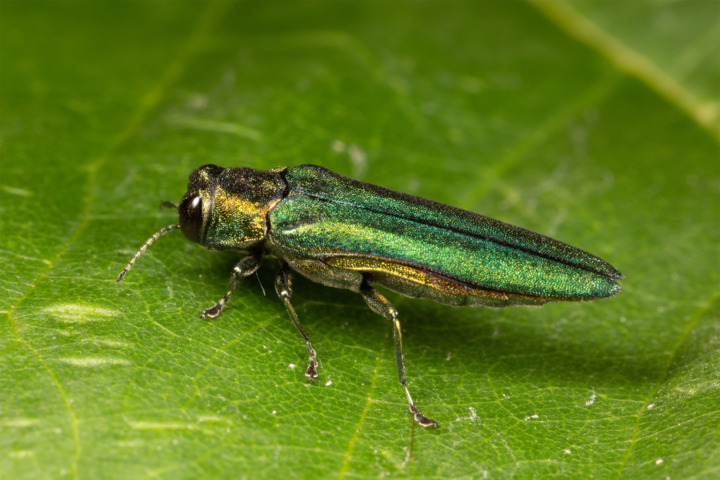 Emerald Ash Borer -The City of Vancouver, WA